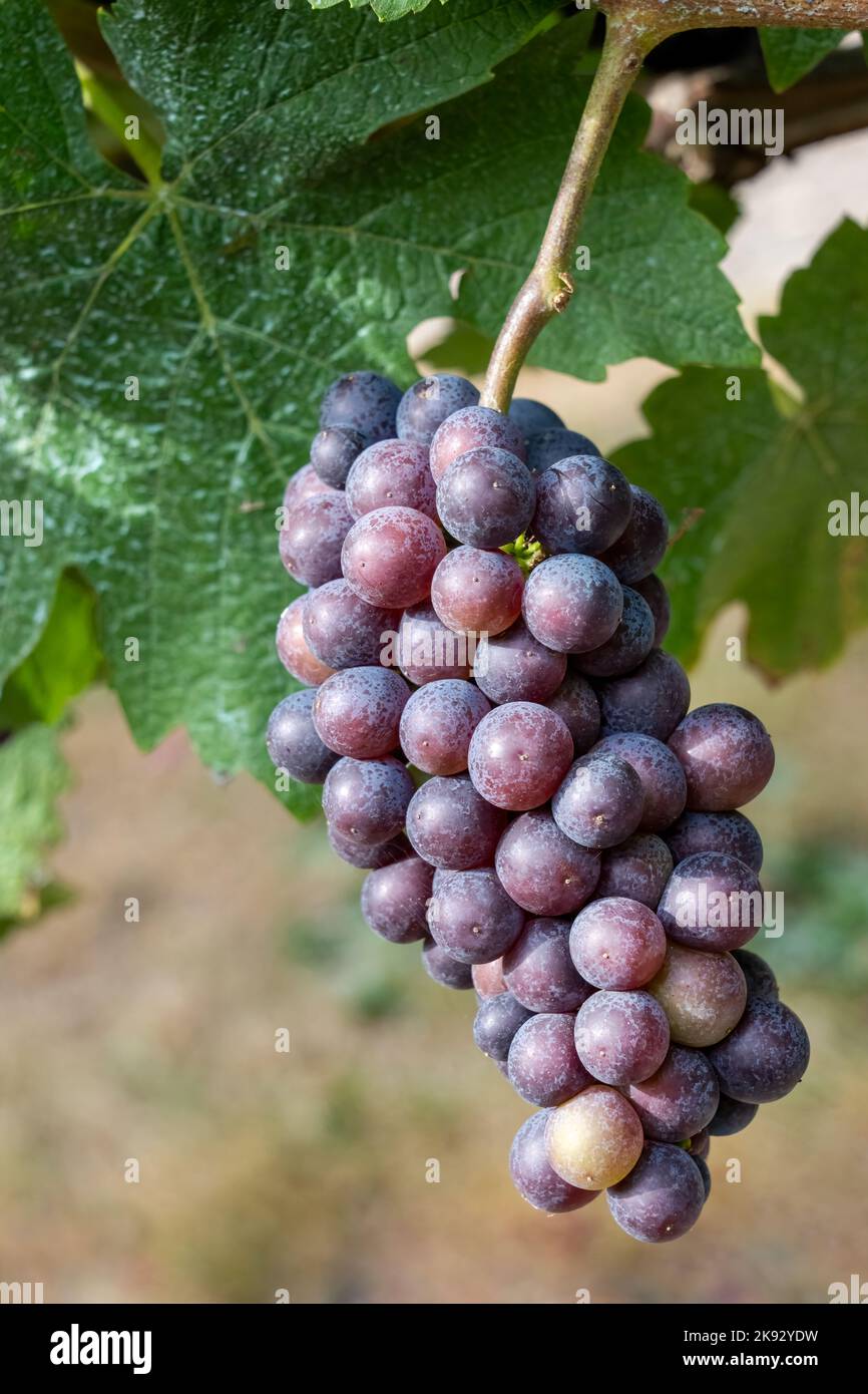 Port Townsend, Washington, USA. Maréchal Foch grapes growing on the ...