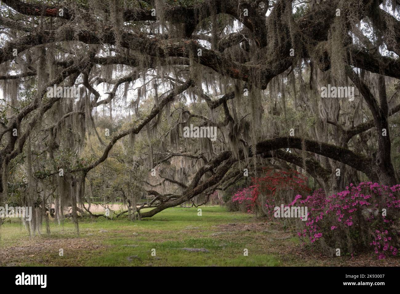Beautiful Pathway Lined With Trees And Purple Azaleas