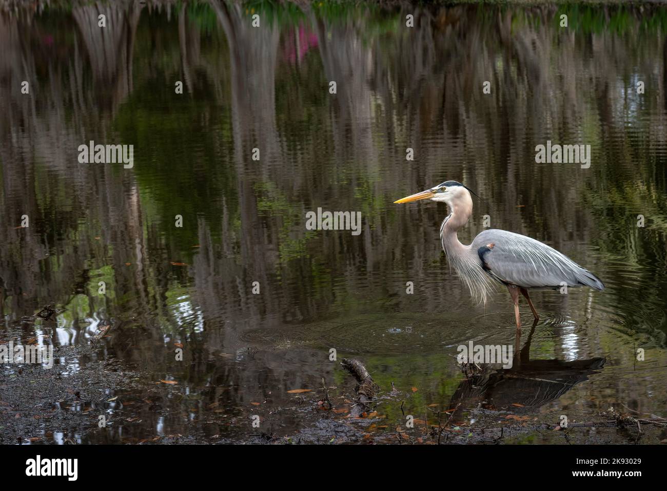 Great blue heron hunting in a in a South Carolina swamp Stock Photo - Alamy