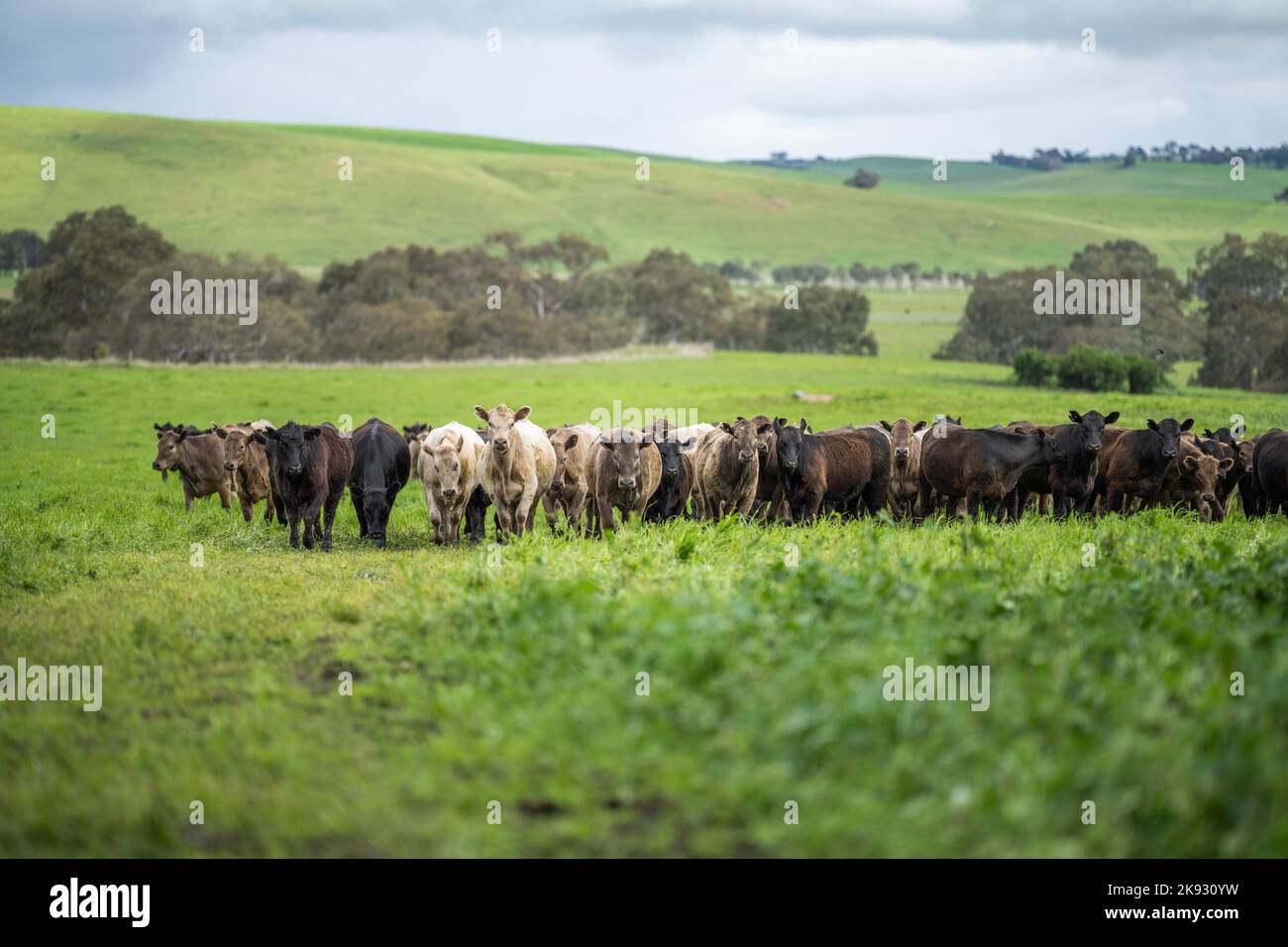meat production on a organic ranch and cows eating grass Stock Photo ...
