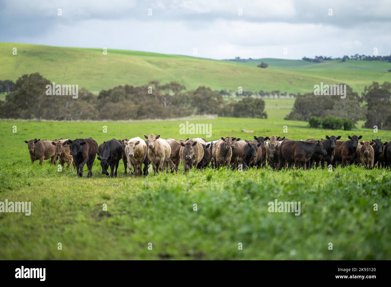 agriculture technology sustainable organic food production on a cattle ...