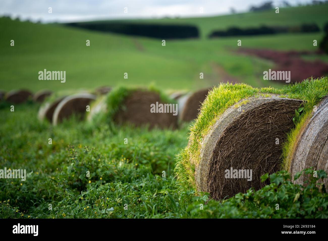hay and silage in a stack yard. bales of hay with grass sprouting in ...
