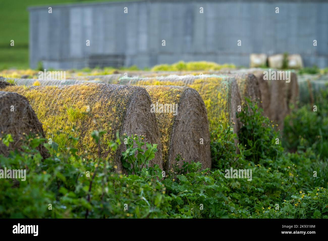 hay and silage in a stack yard. bales of hay with grass sprouting in ...