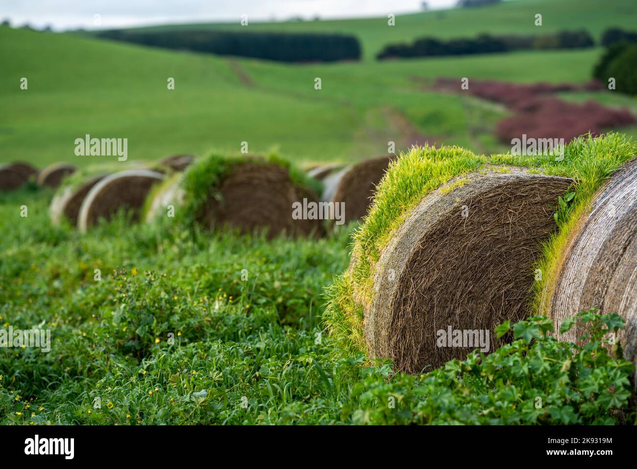 hay and silage in a stack yard. bales of hay with grass sprouting in ...