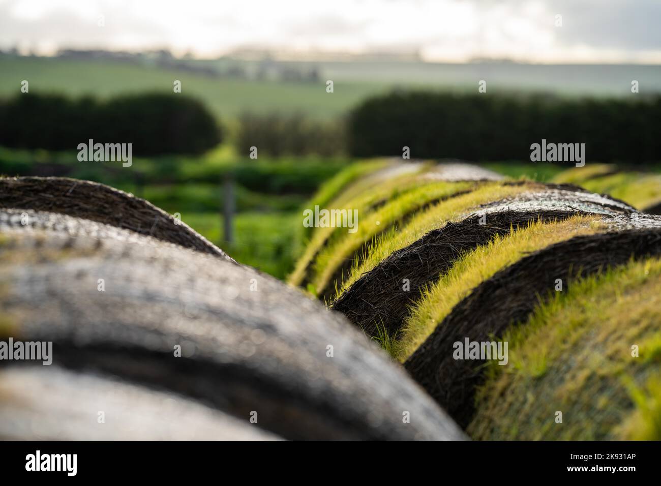 bales of hay. bales of silage. haystack on a ranch in spring Stock ...