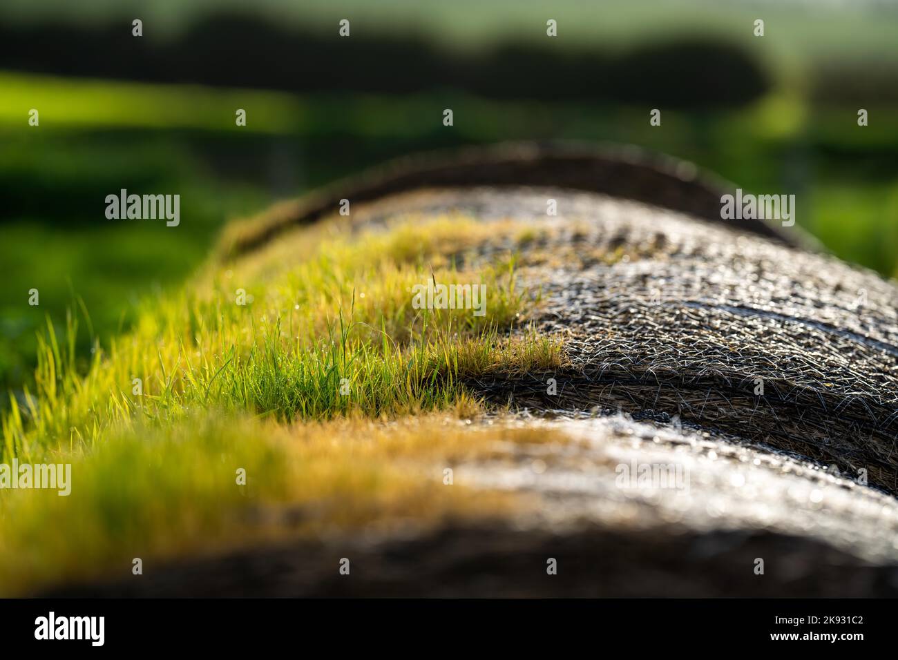 hay and silage in a stack yard. bales of hay with grass sprouting in ...