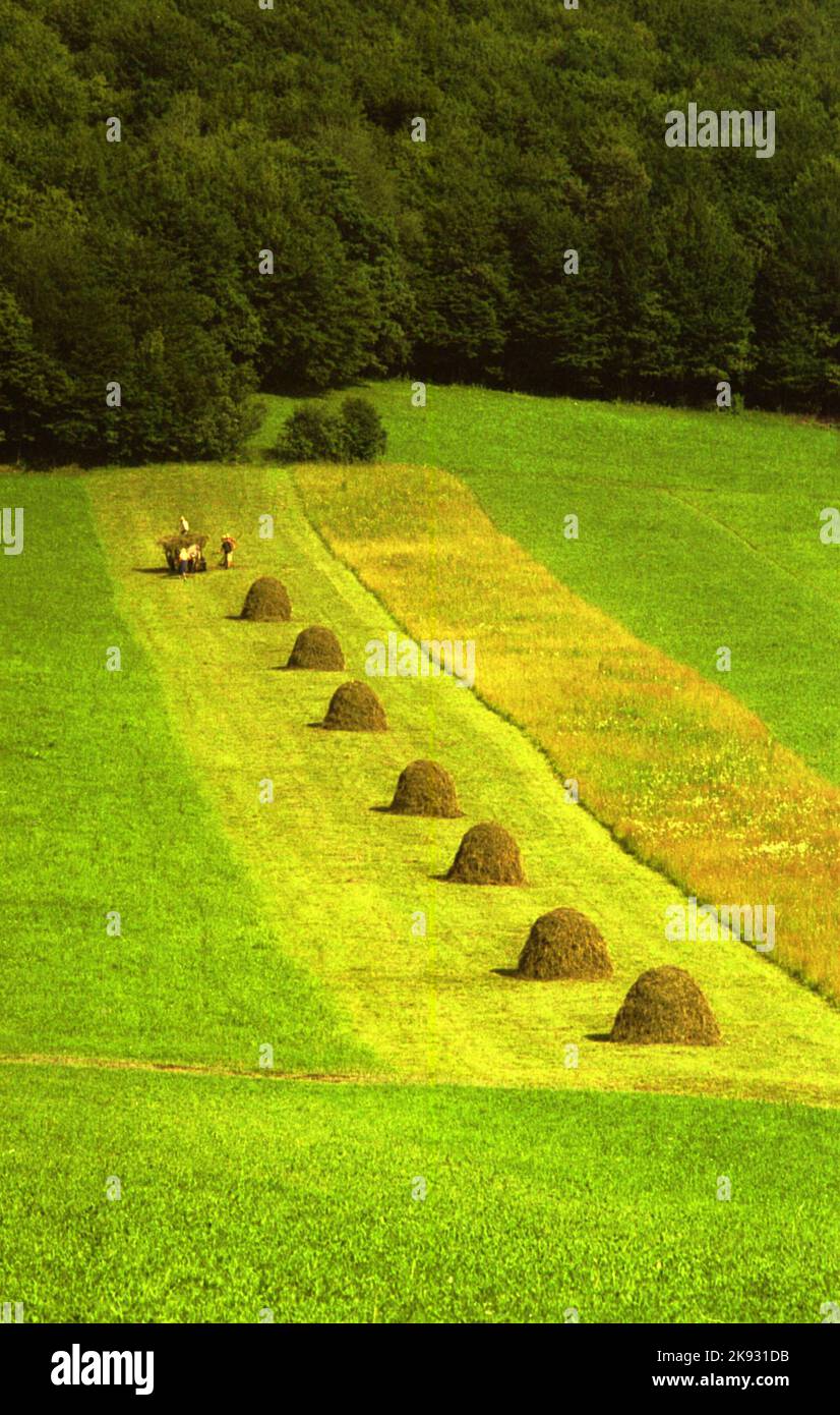 Harghita County, Romania, approx. 2000. Haystacks on a field. People ...