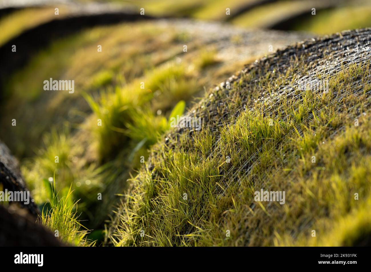 hay and silage in a stack yard. bales of hay with grass sprouting in ...