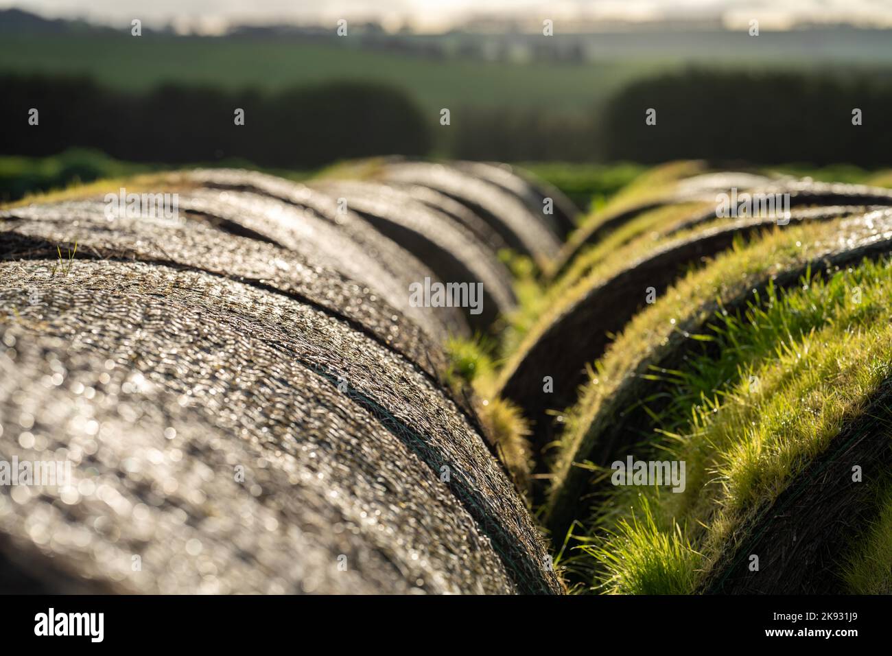 hay and silage in a stack yard. bales of hay with grass sprouting in ...