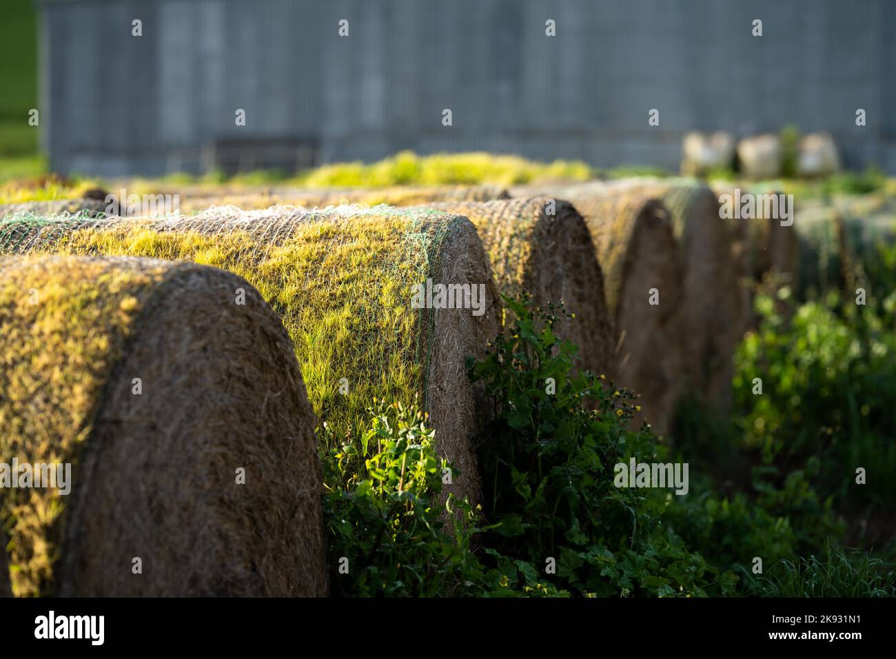 Hay feed cattle australia drought hi-res stock photography and images ...