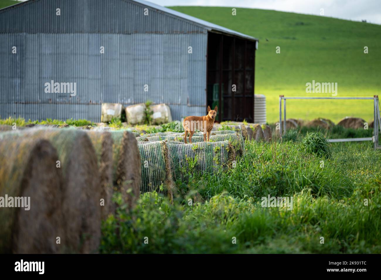 Hay feed cattle australia drought hi-res stock photography and images ...