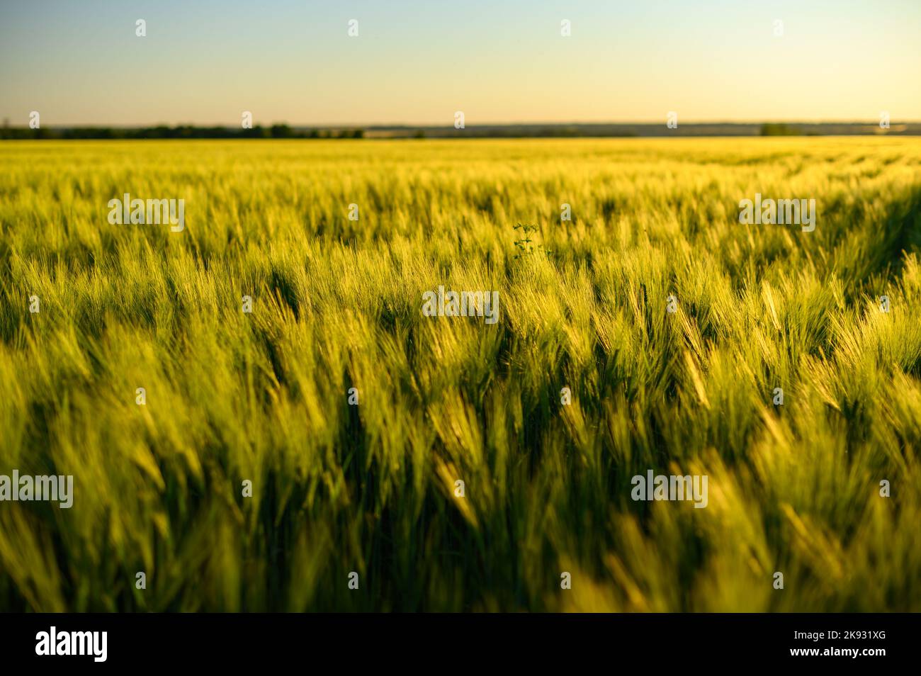 Beautiful green field of fresh barley cereals. Background Stock Photo ...