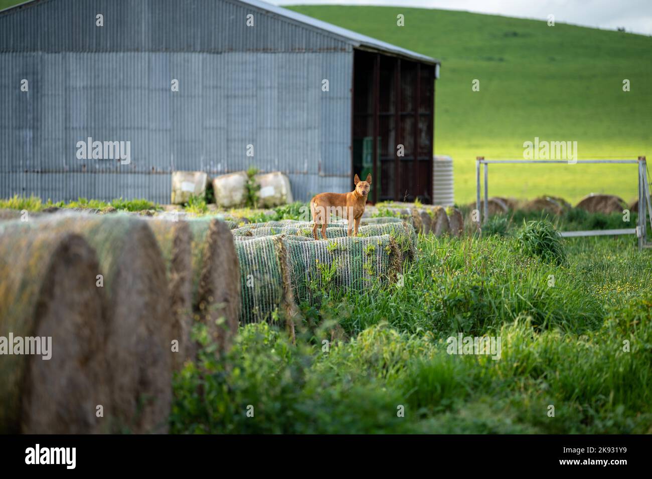 hay bales on a farm to be fed to cows in spring Stock Photo - Alamy
