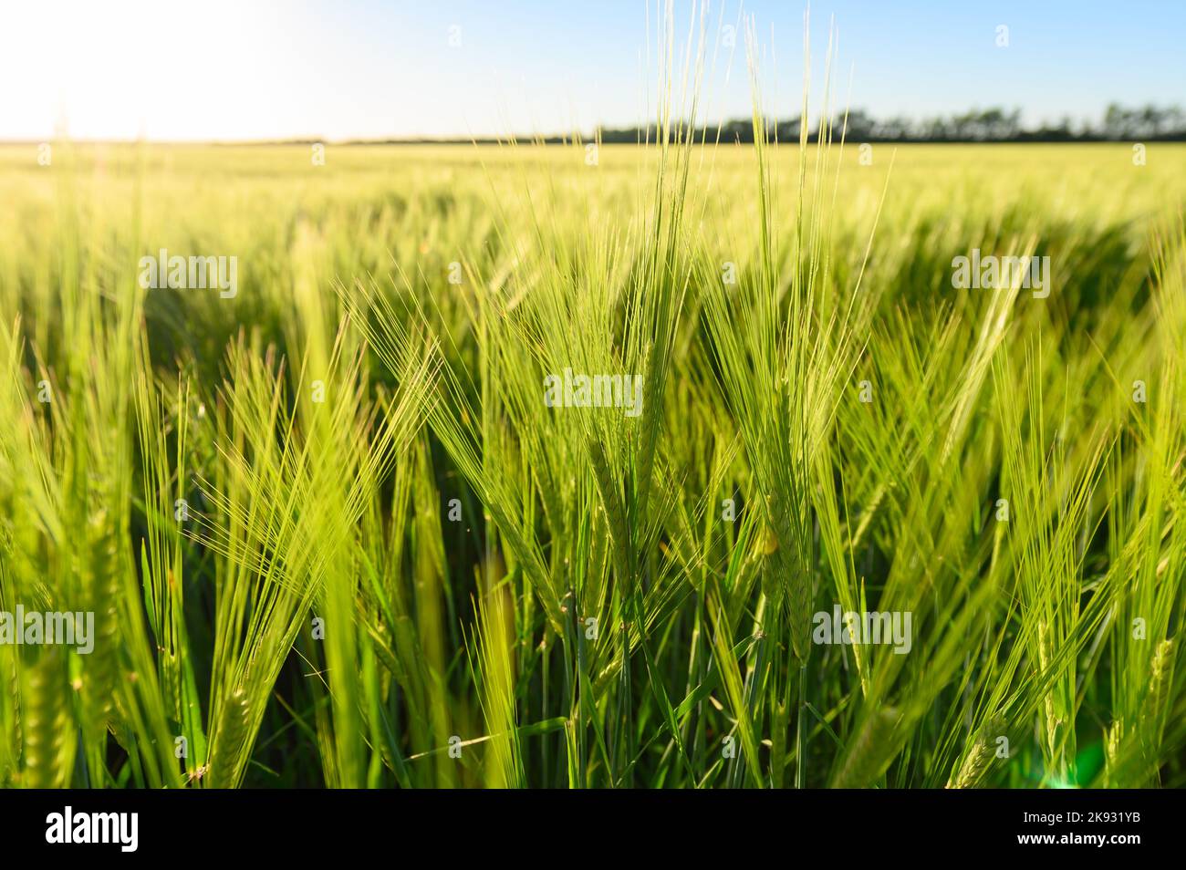 Beautiful green field of fresh barley cereals. Background Stock Photo ...