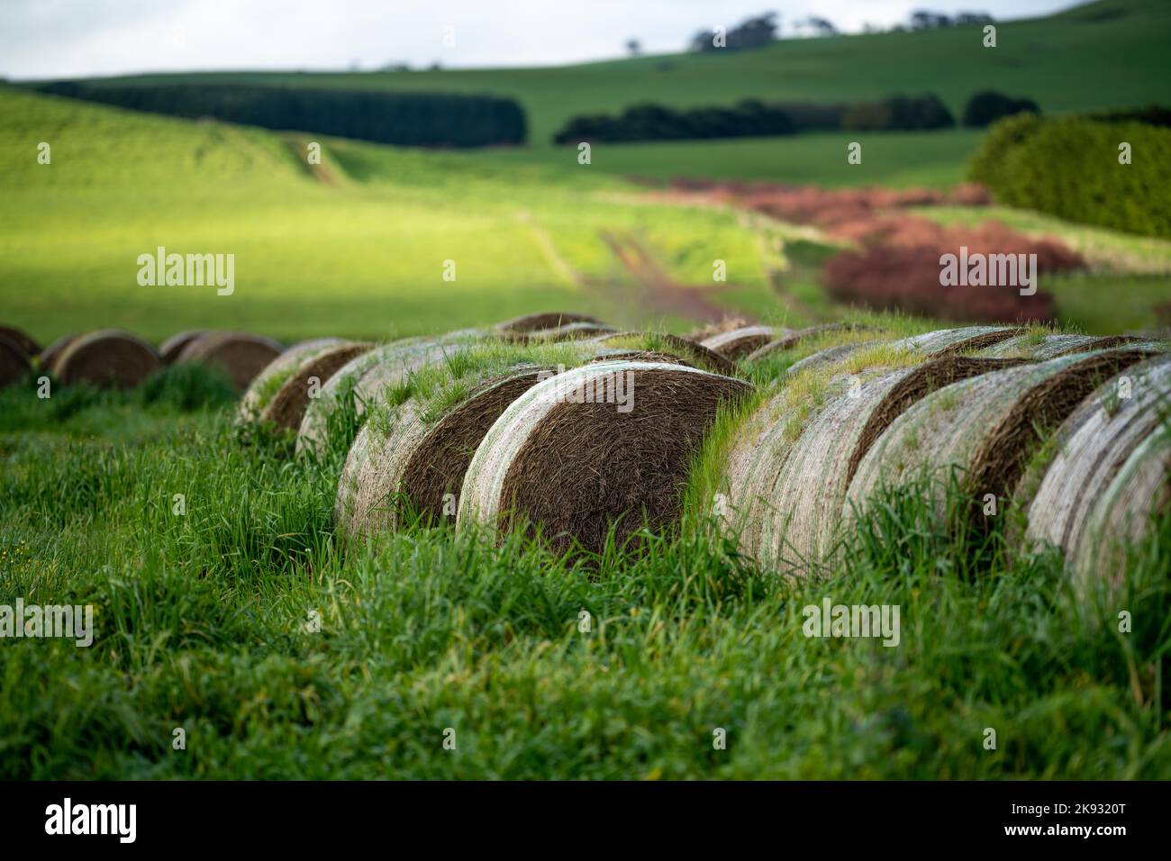 Farming wheat cattle germany hi-res stock photography and images - Alamy
