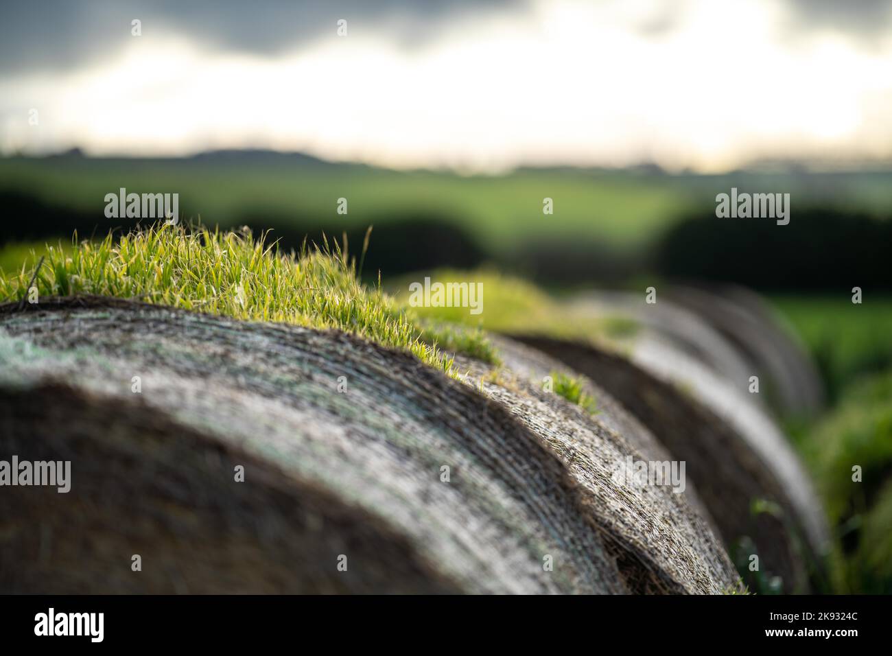 hay and silage bales stored on a farm in a stack yard in mexico Stock ...