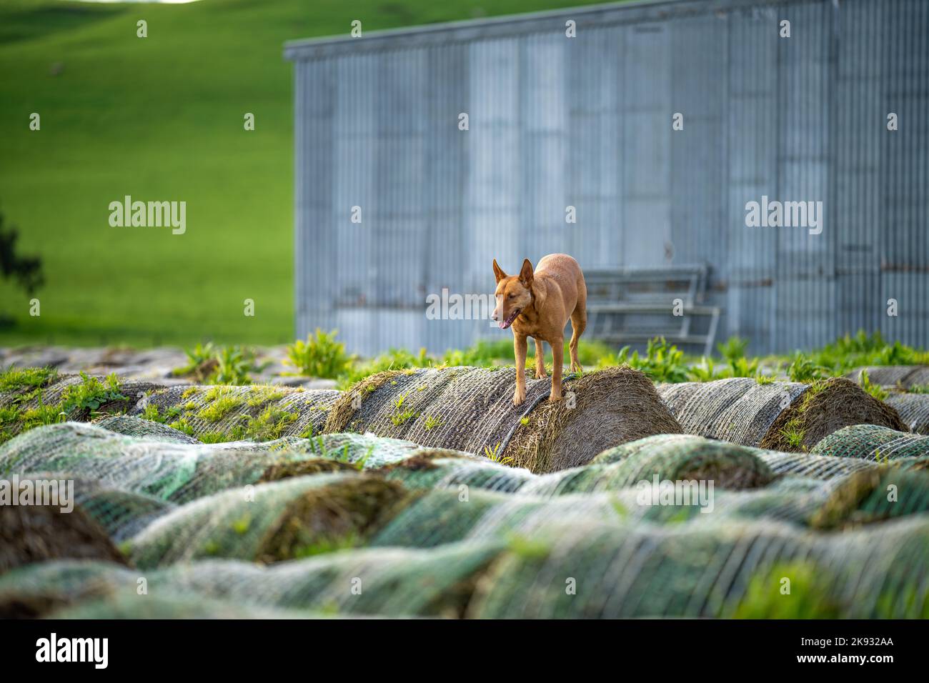 Working dog on a farm. kelpie dog on a ranch Stock Photo - Alamy