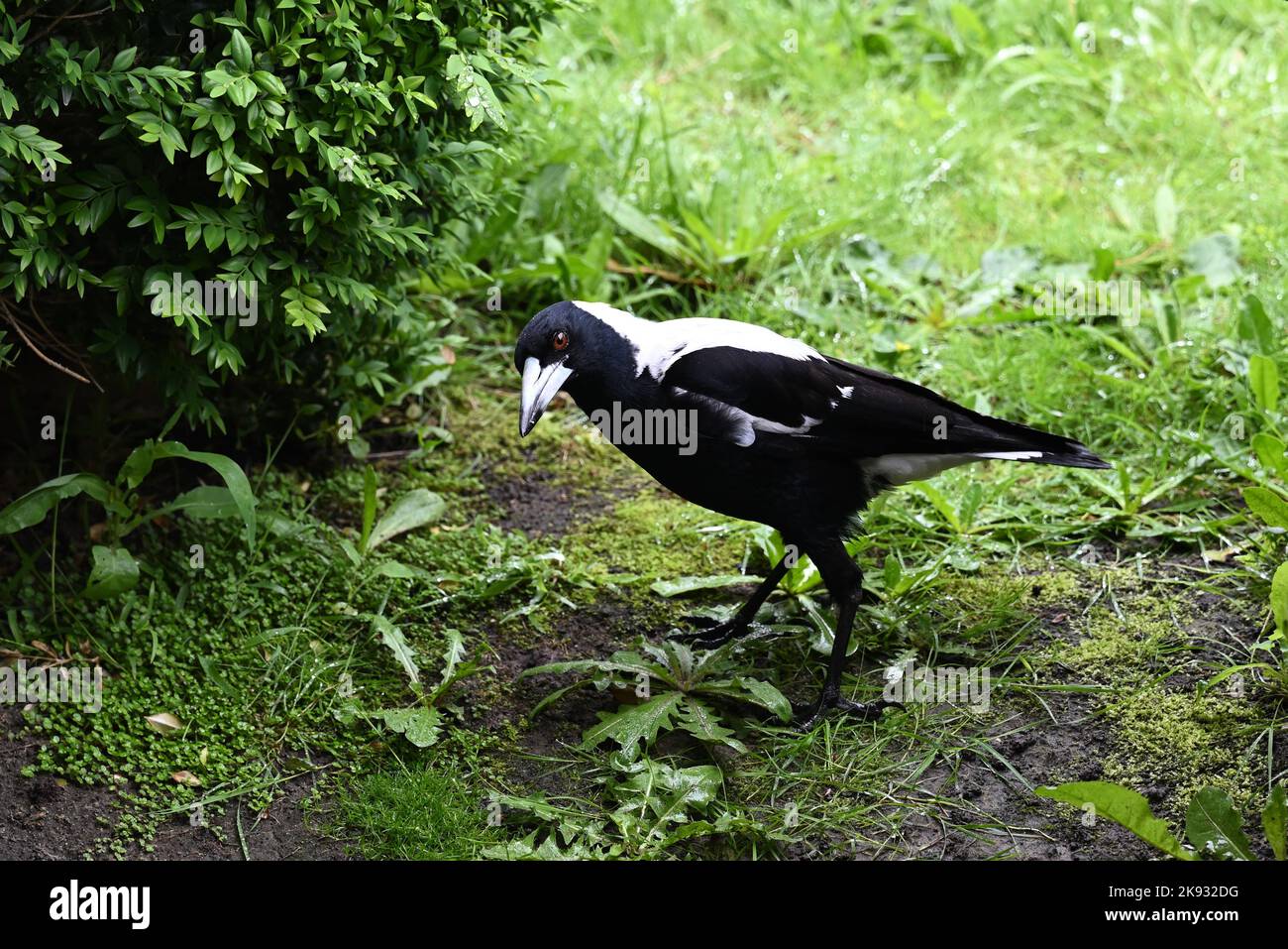 Side of a male Australian magpie standing on a wet and muddy lawn, as ...