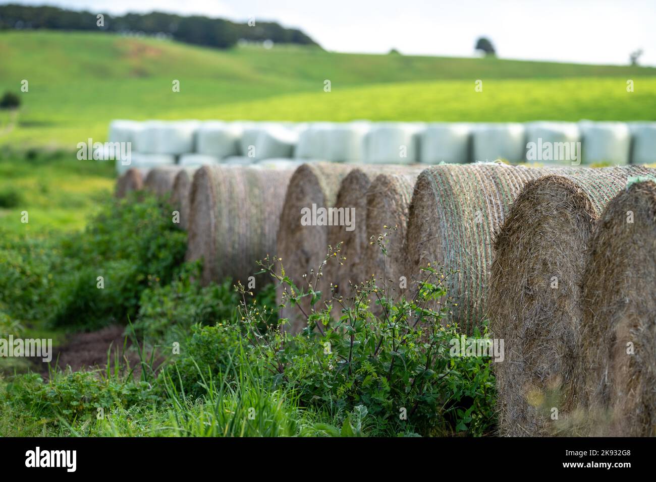 hay and silage bales stored on a farm in a stack yard in mexico Stock ...