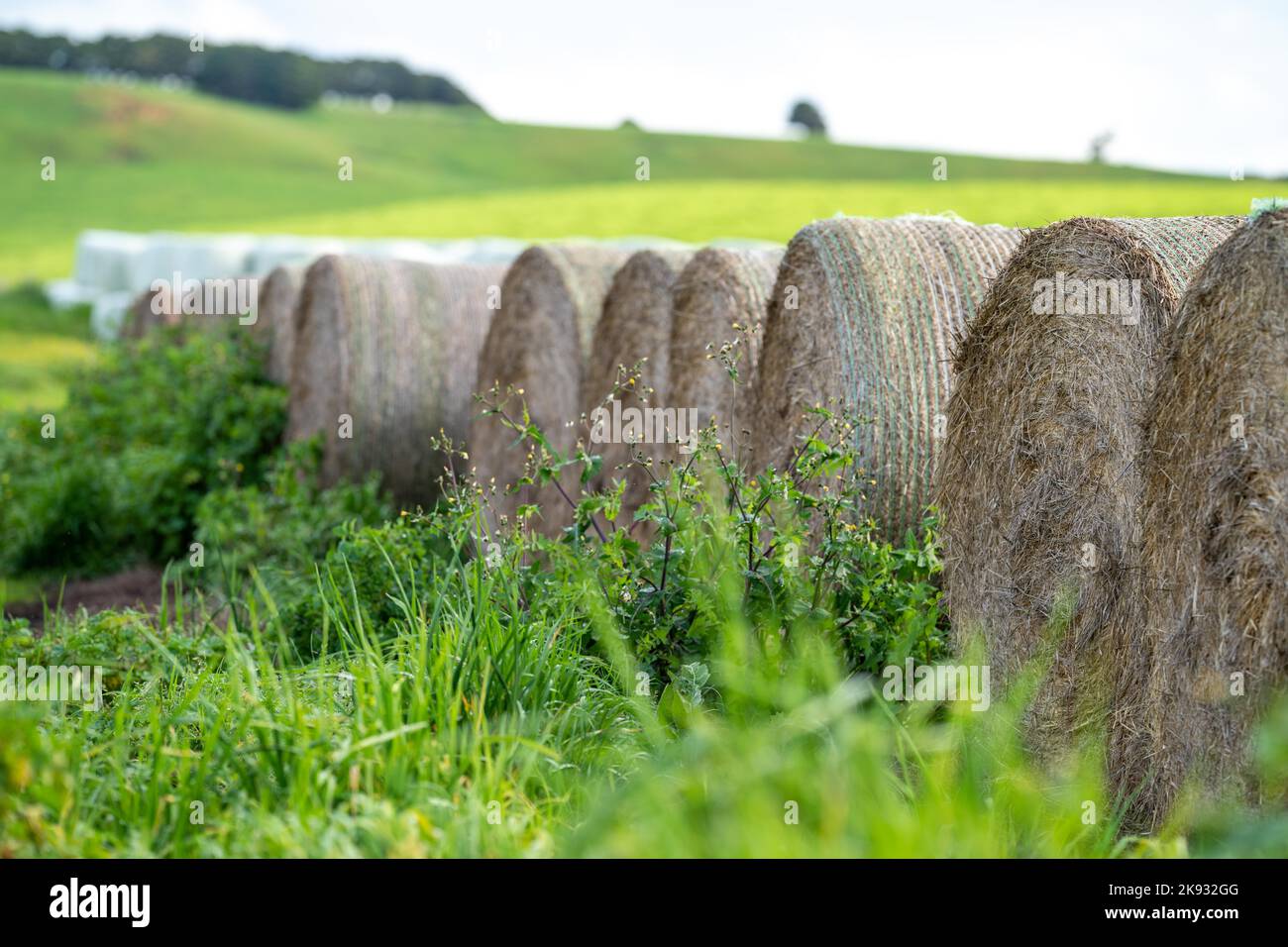 silage and hay fodder in a storage yard on a farm and ranch. animal ...