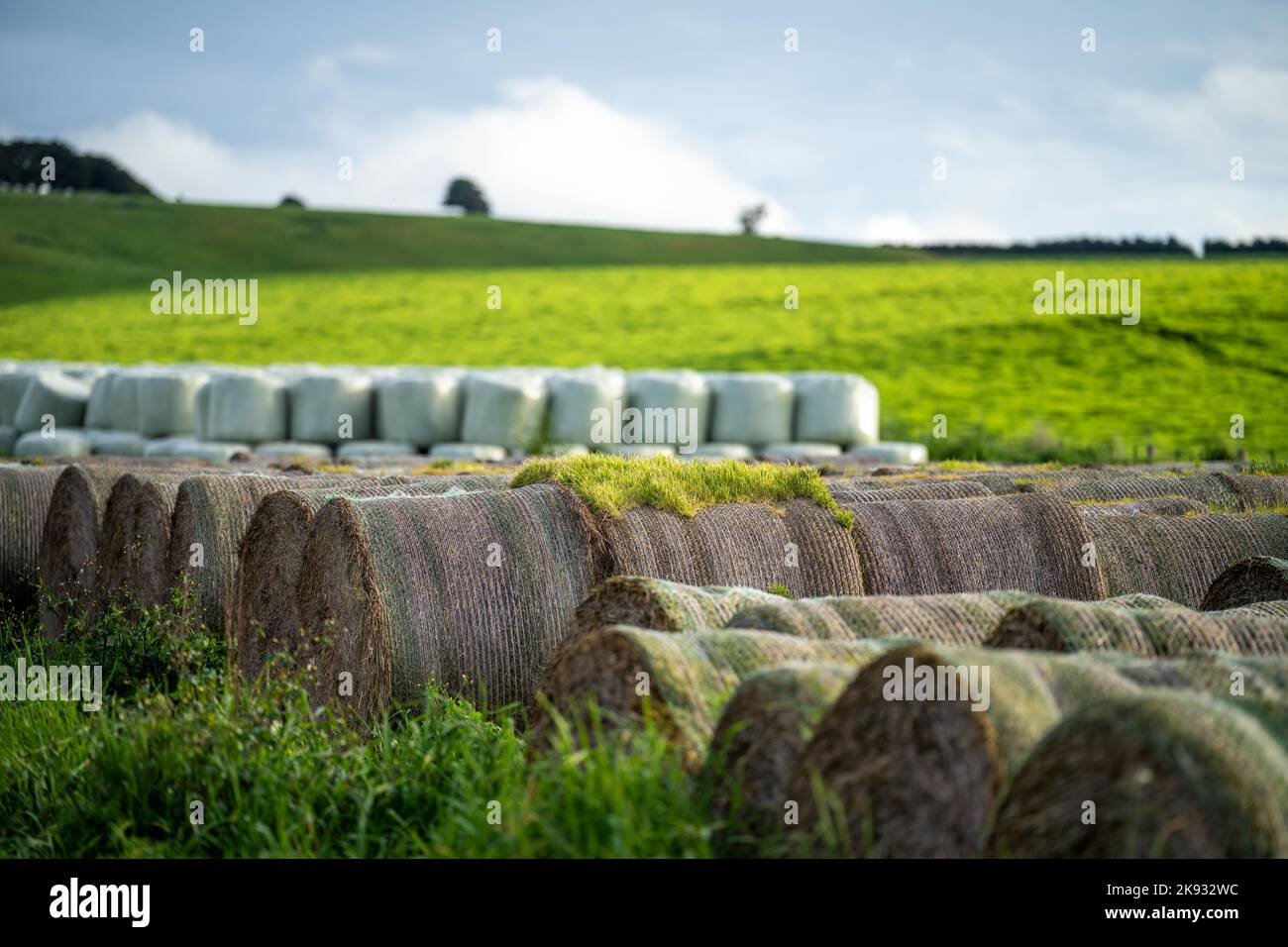 silage and hay fodder in a storage yard on a farm and ranch. animal ...