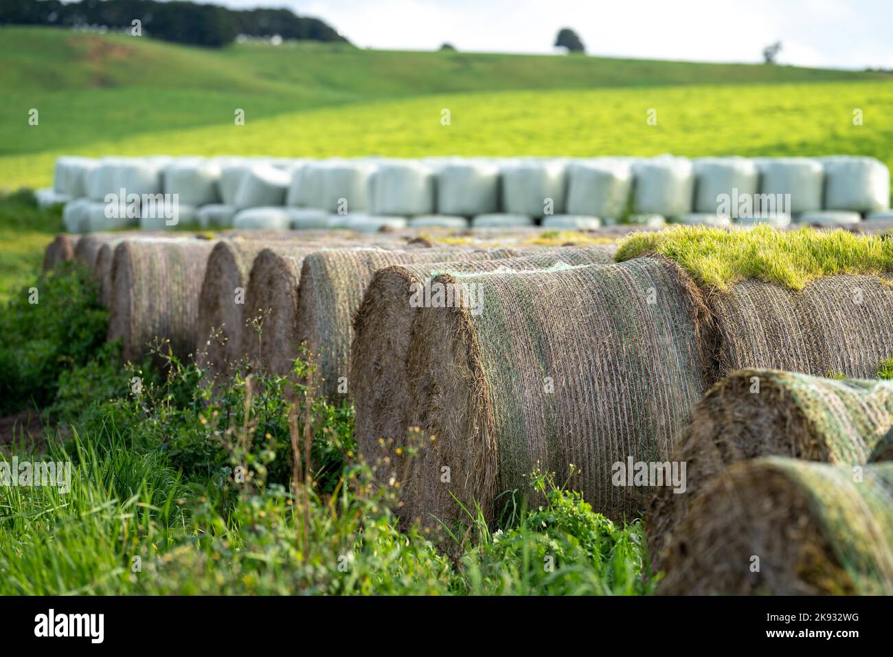 hay and silage bales stored on a farm in a stack yard in mexico Stock ...