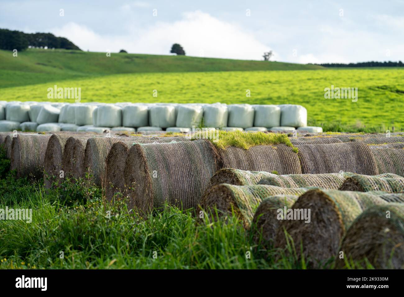 hay and silage bales stored on a farm in a stack yard in mexico Stock ...