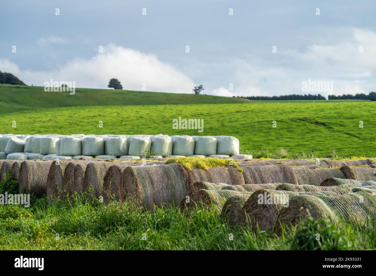hay and silage bales stored on a farm in a stack yard in mexico Stock ...
