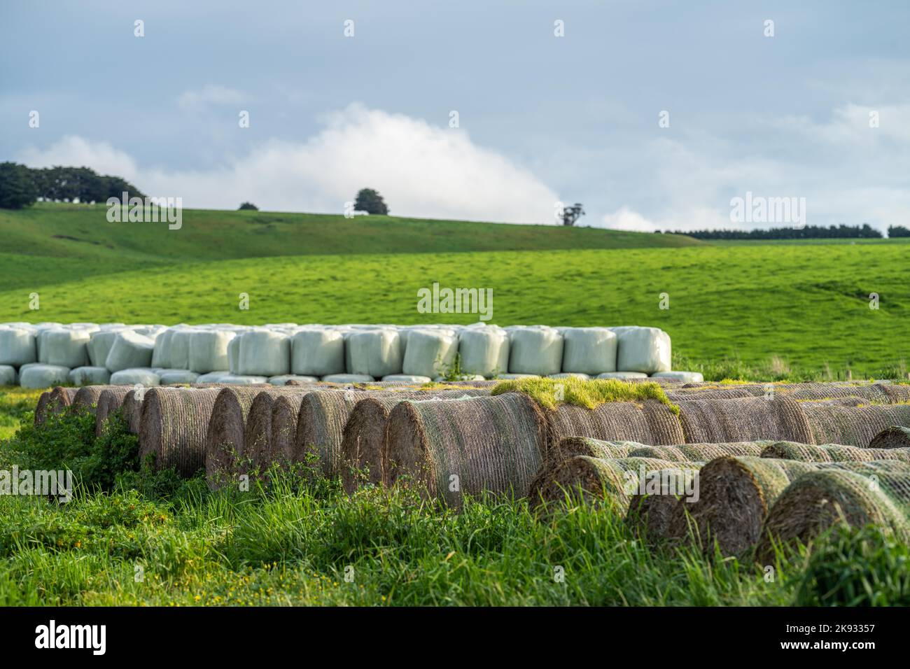 silage and hay fodder in a storage yard on a farm and ranch. animal ...