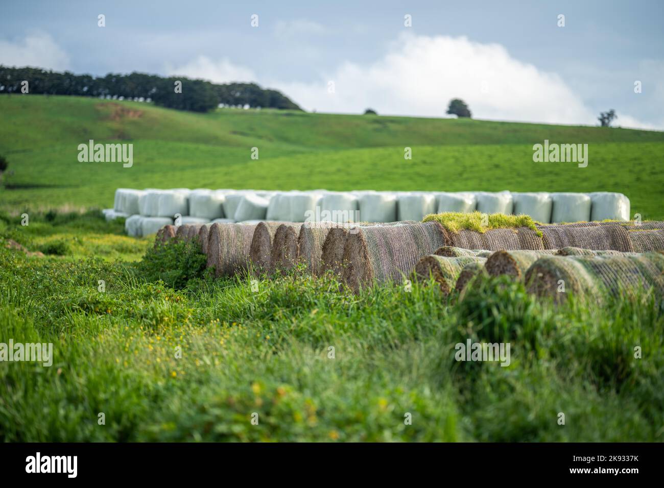 hay and silage bales stored on a farm in a stack yard in mexico Stock ...