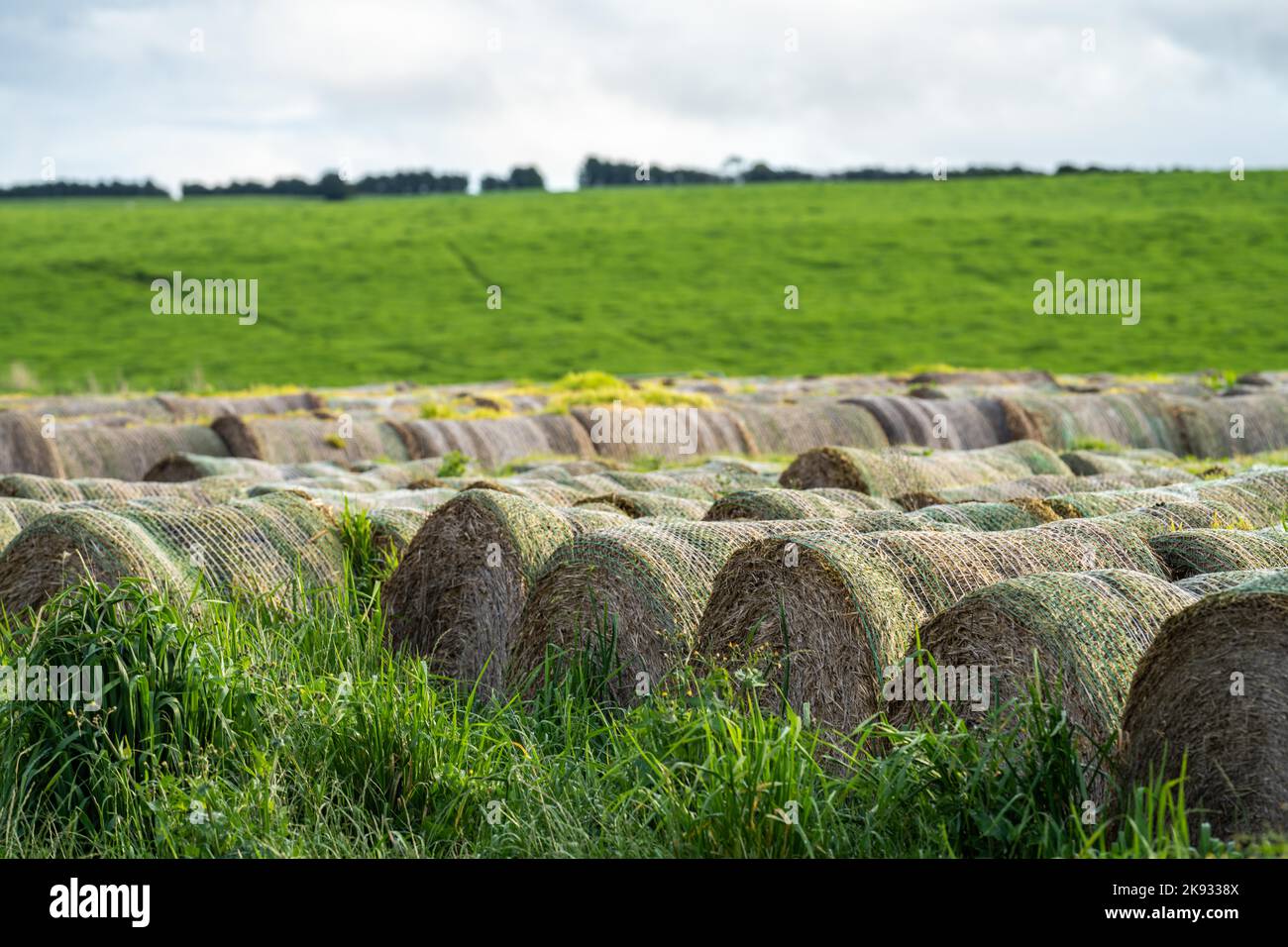 hay and silage bales stored on a farm in a stack yard in mexico Stock ...
