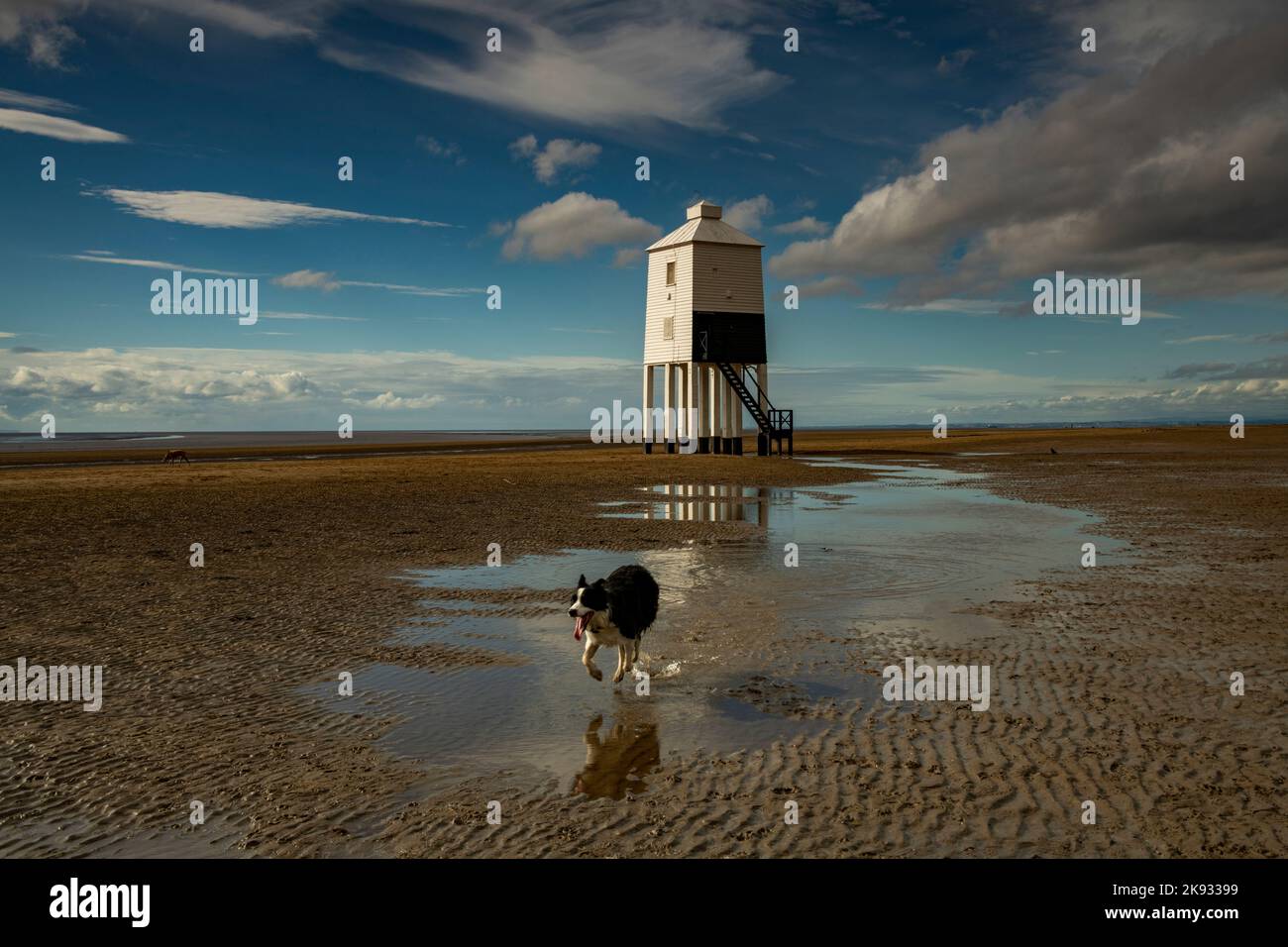 Dog running in front of a lighthouse Stock Photo - Alamy