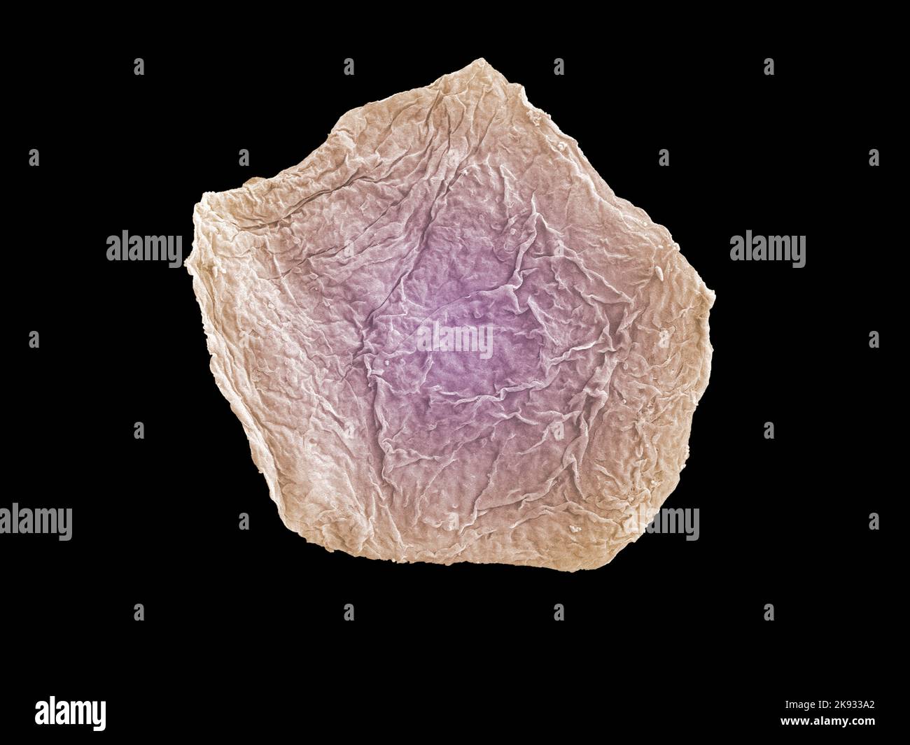Human skin cell, SEM Stock Photo - Alamy