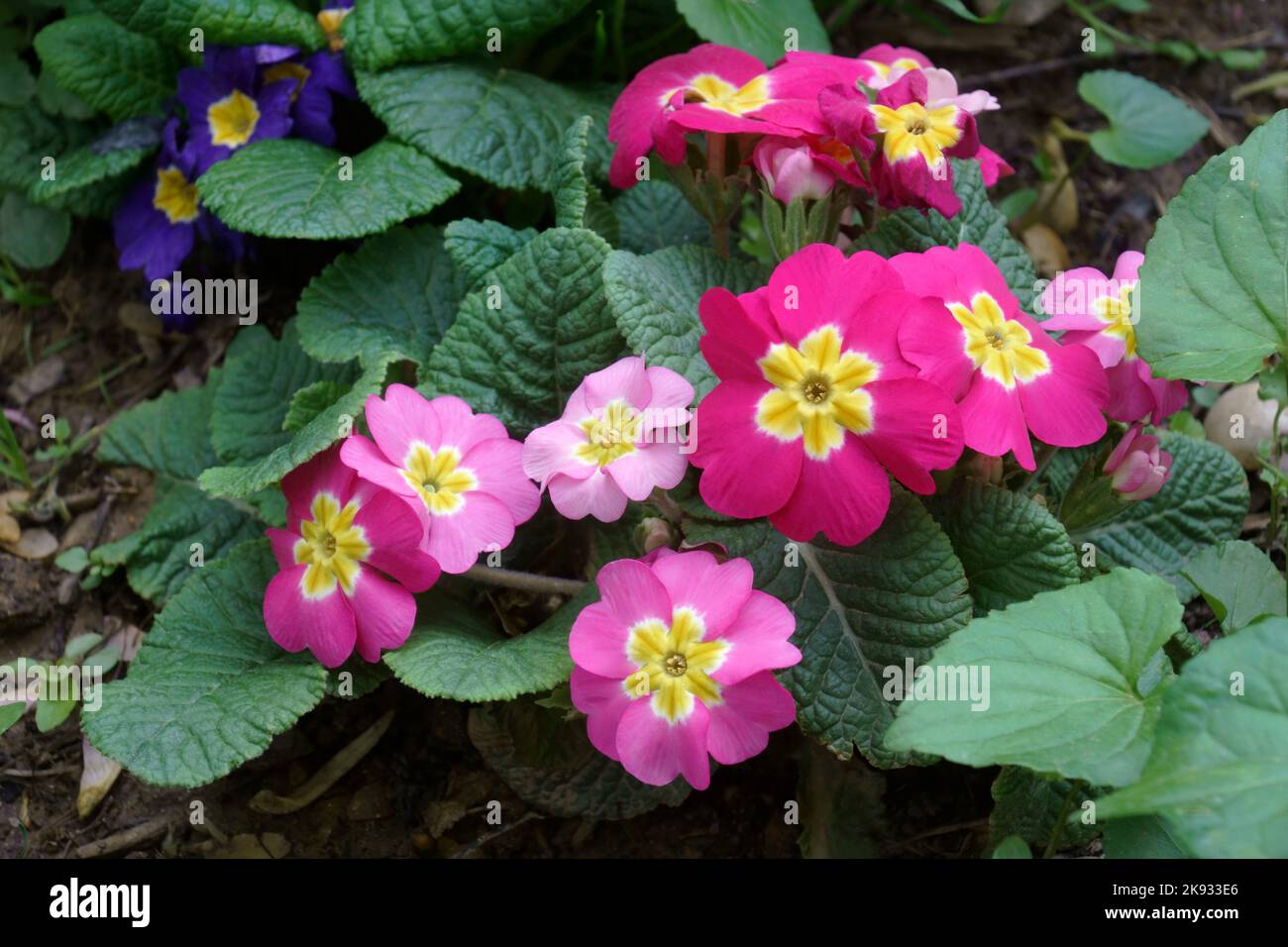 Common primrose (Primula acaulis) flowers Stock Photo - Alamy