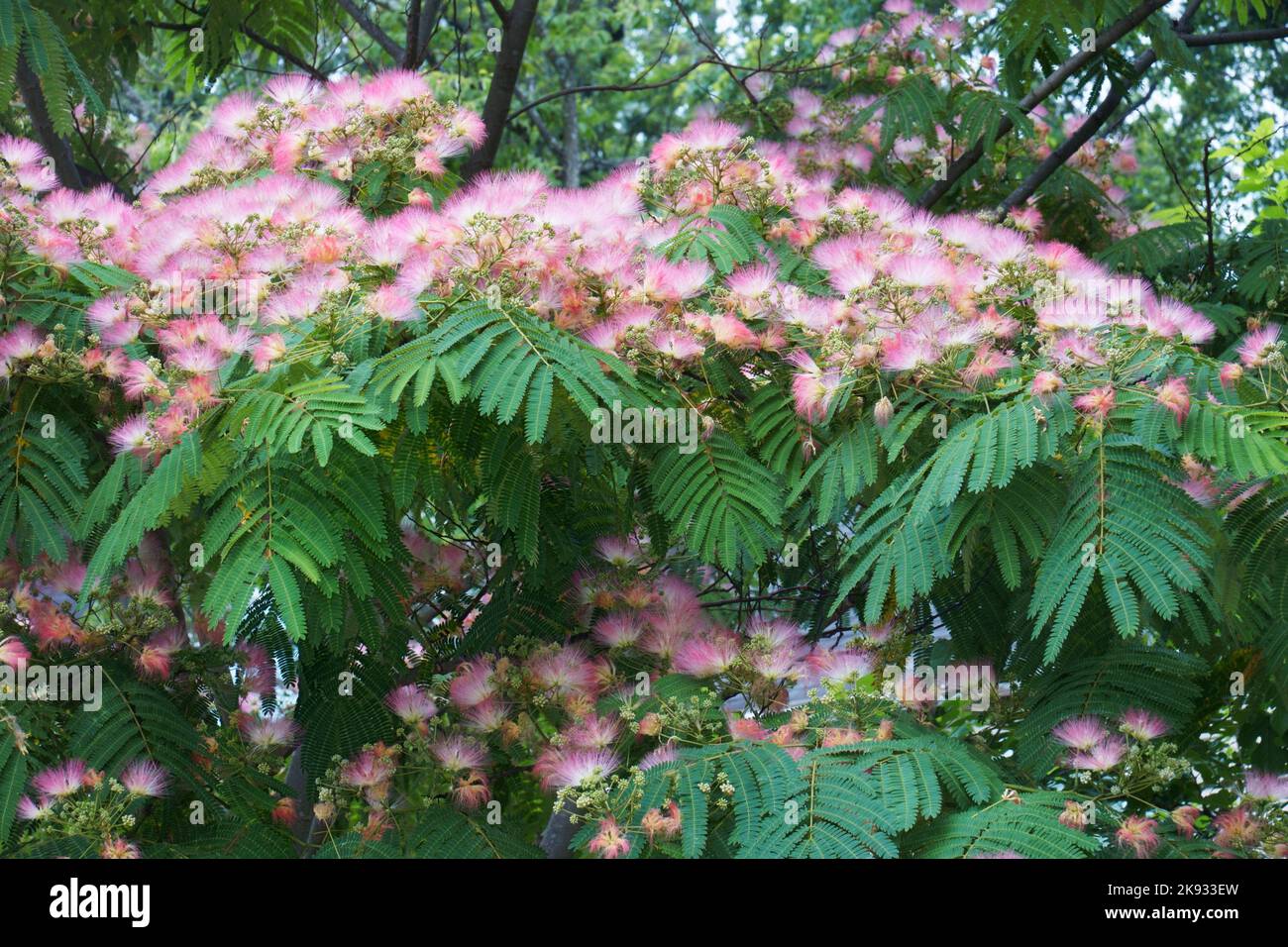 Silktree (Albizia julibrissin Stock Photo - Alamy