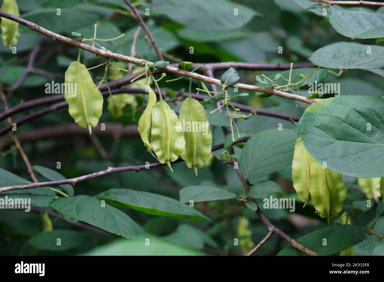 Carolina silverbell (Halesia carolina) tree with fruits Stock Photo - Alamy