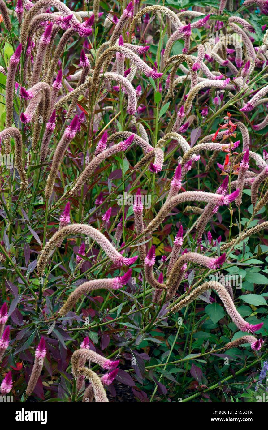 Wheat celosia (Celosia spicata) flowers Stock Photo - Alamy