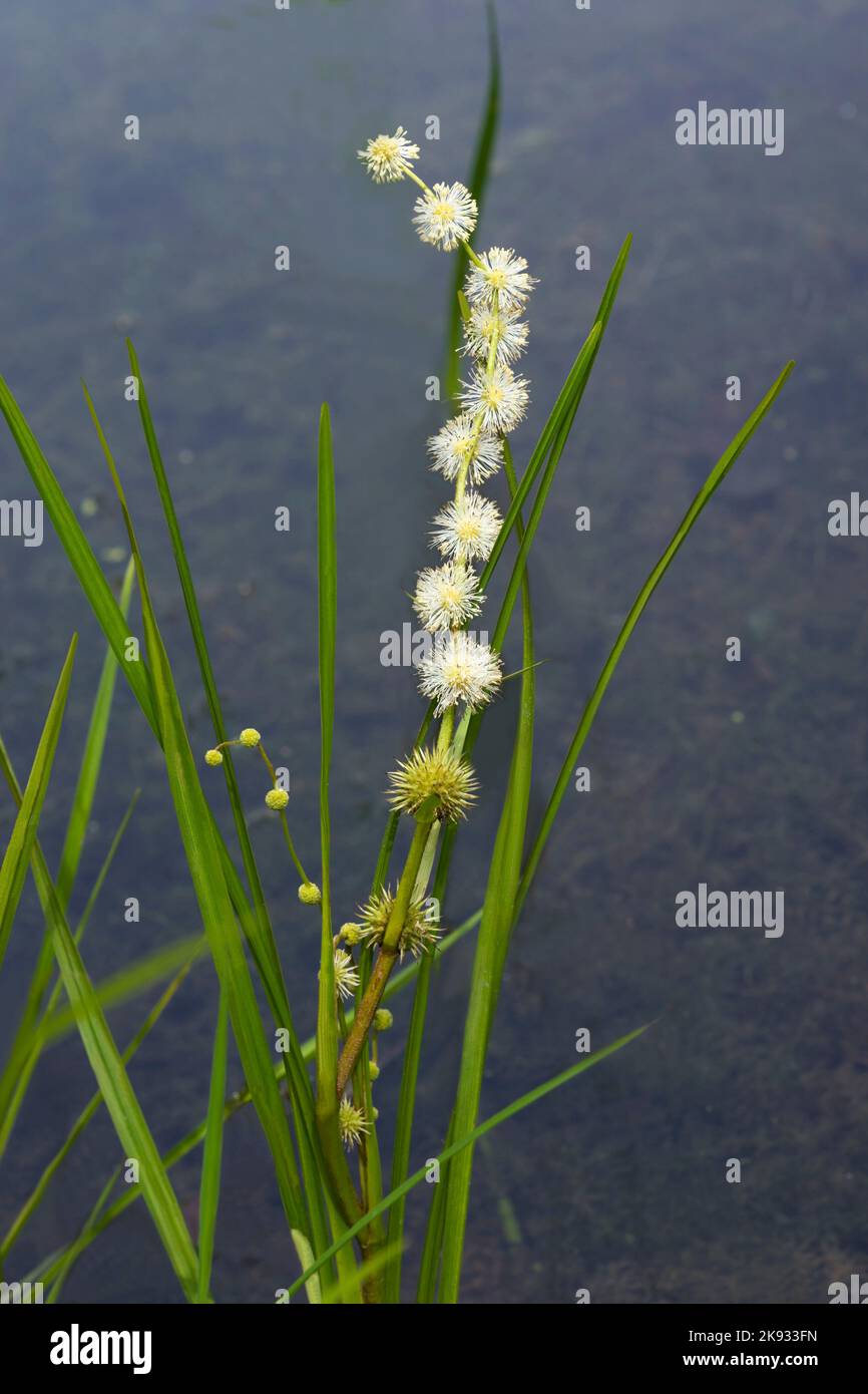 American bur-reed plant (Sparganium americanum Stock Photo - Alamy