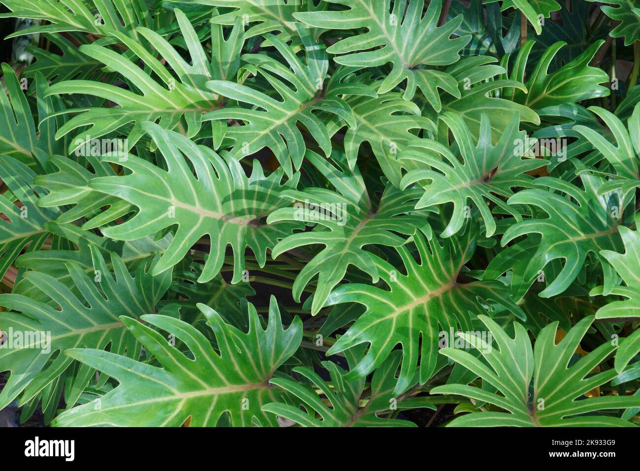 Winterbourn (Thaumatophyllum xanadu) plant Stock Photo - Alamy