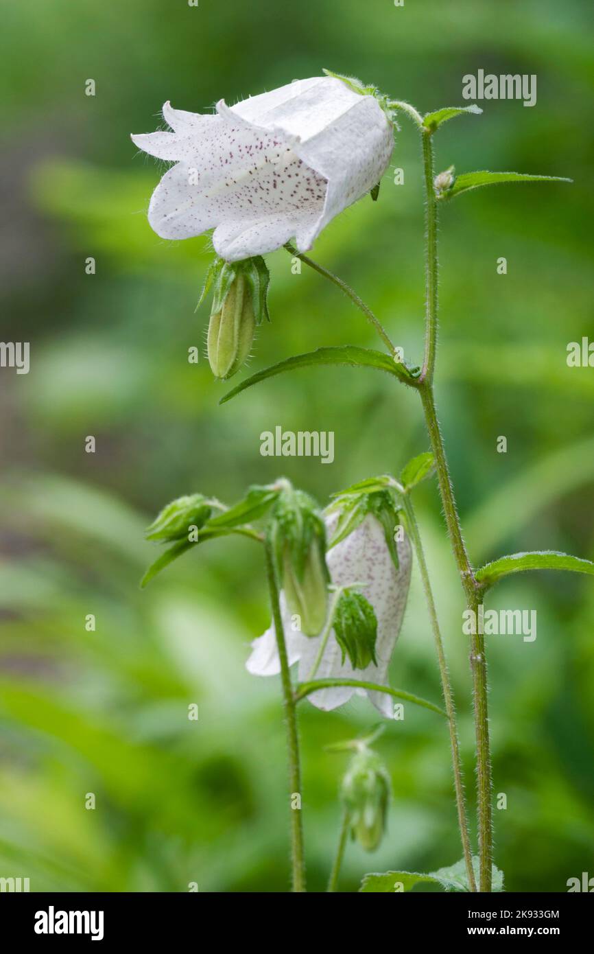 Spotted bellflower (Campanula punctata Stock Photo - Alamy