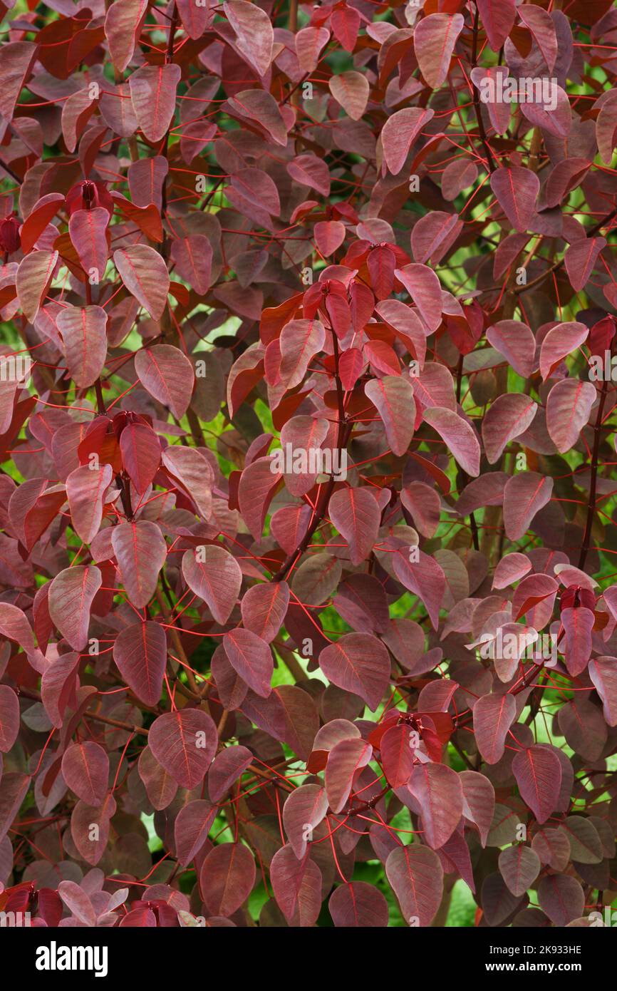 Smoketree spurge tree (Euphorbia cotinifolia Stock Photo - Alamy