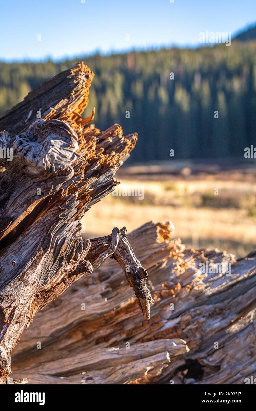 Broken log hi-res stock photography and images - Alamy
