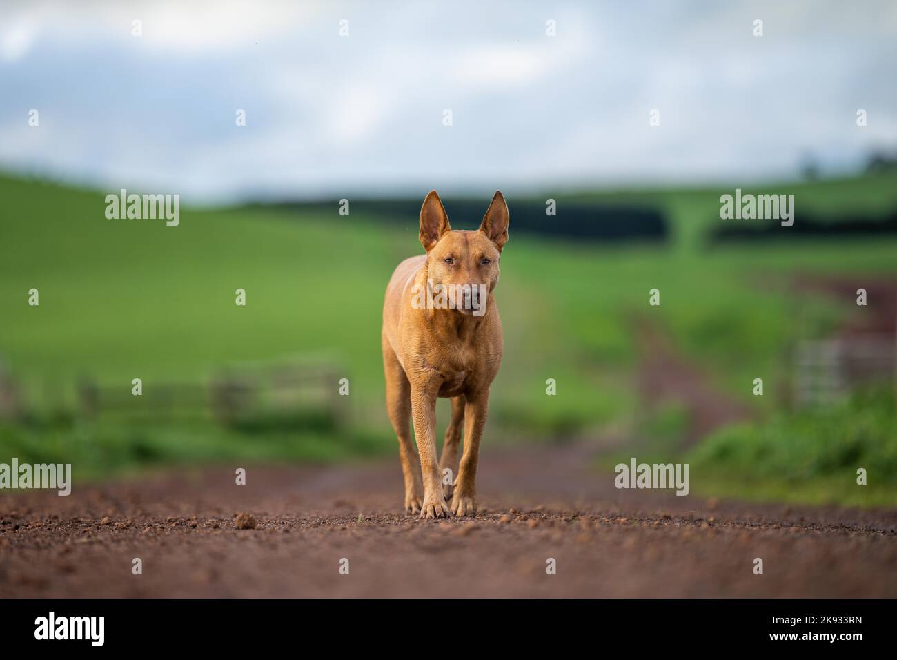 New zealand sheep farm dog hi-res stock photography and images - Alamy