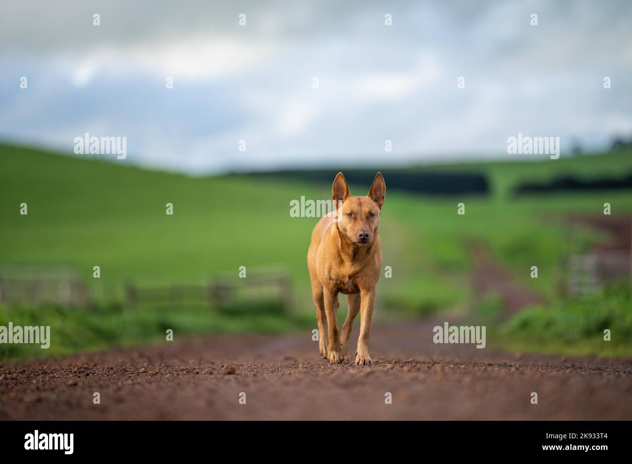 beautiful resuce dog living its best life Stock Photo - Alamy