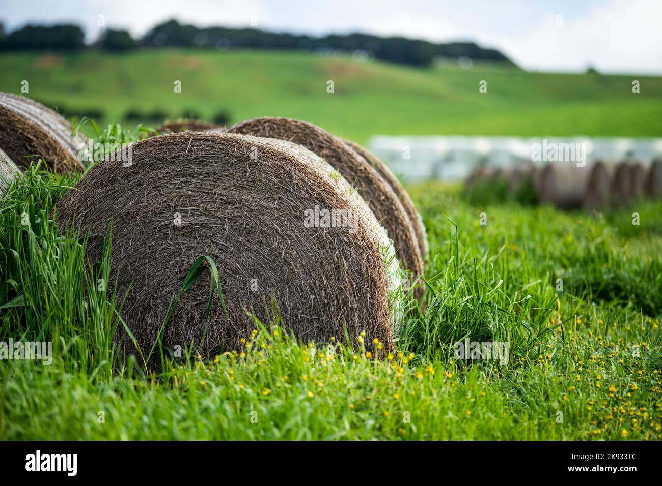 hay and silage bales stored on a farm in a stack yard in mexico Stock ...