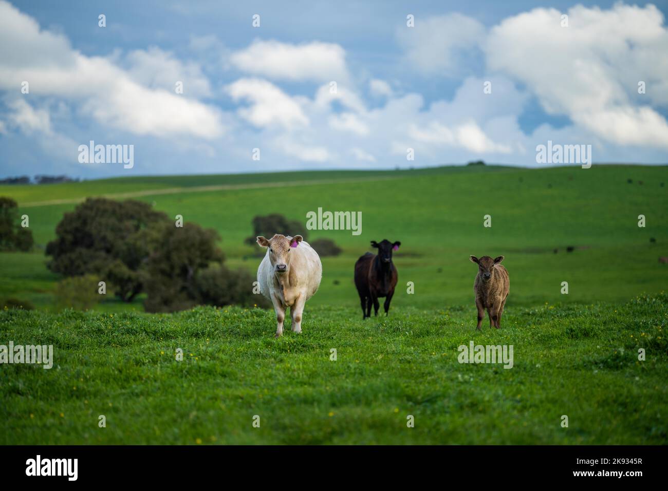 agriculture technology sustainable organic food production on a cattle ...