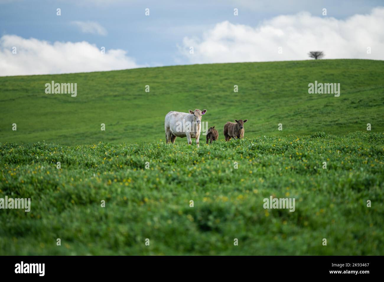 cows and cattle eating grass on a farm. grass fed beef grazing on ...