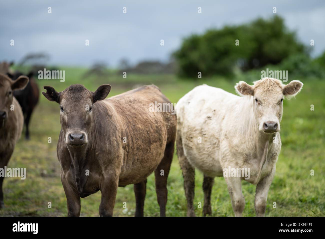 cows and cattle eating grass on a farm. grass fed beef grazing on ...