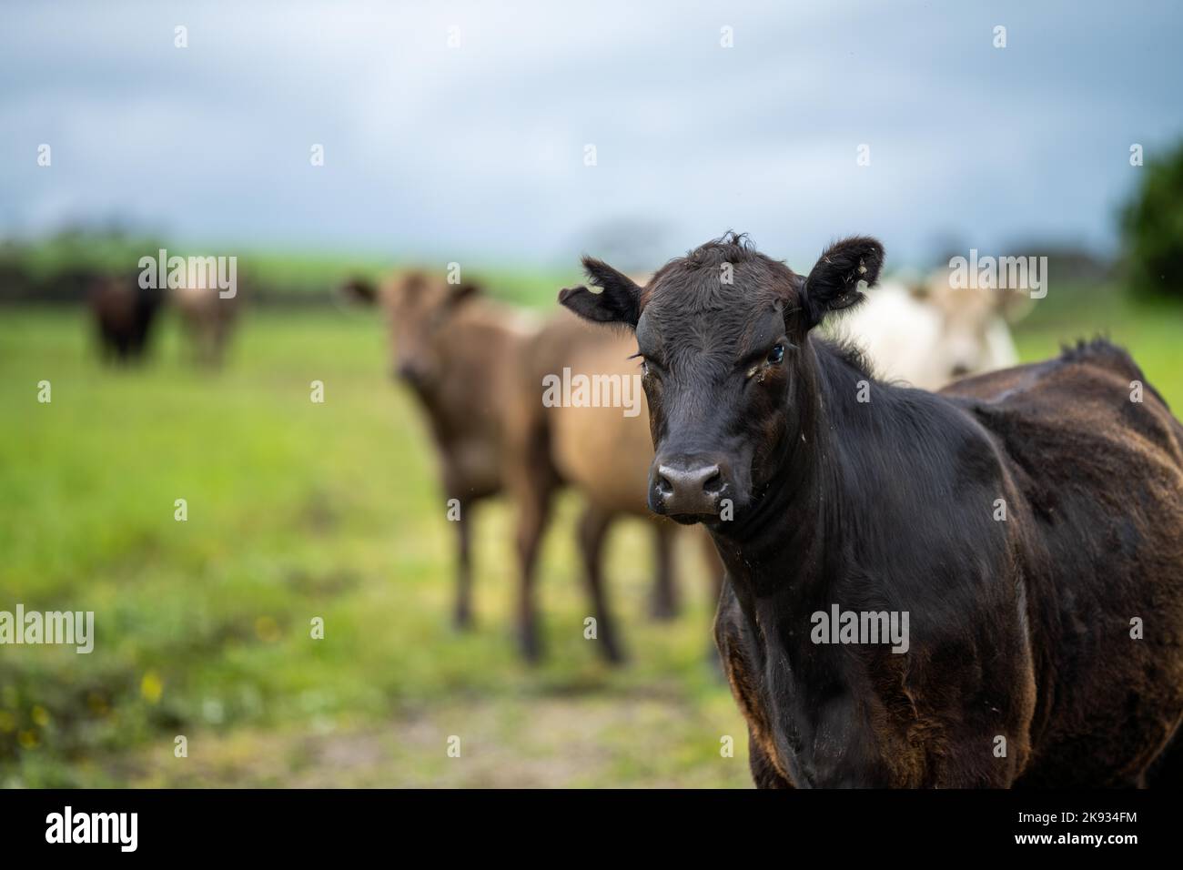 beef steaks and beef production on a farm. cows on a ranch Stock Photo ...