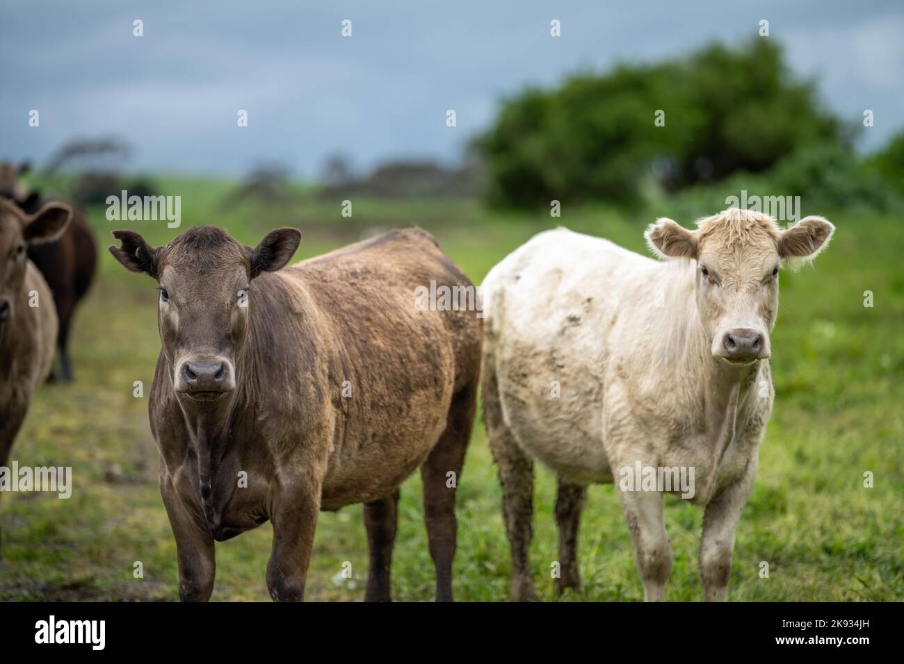 Spray drying milk hi-res stock photography and images - Alamy